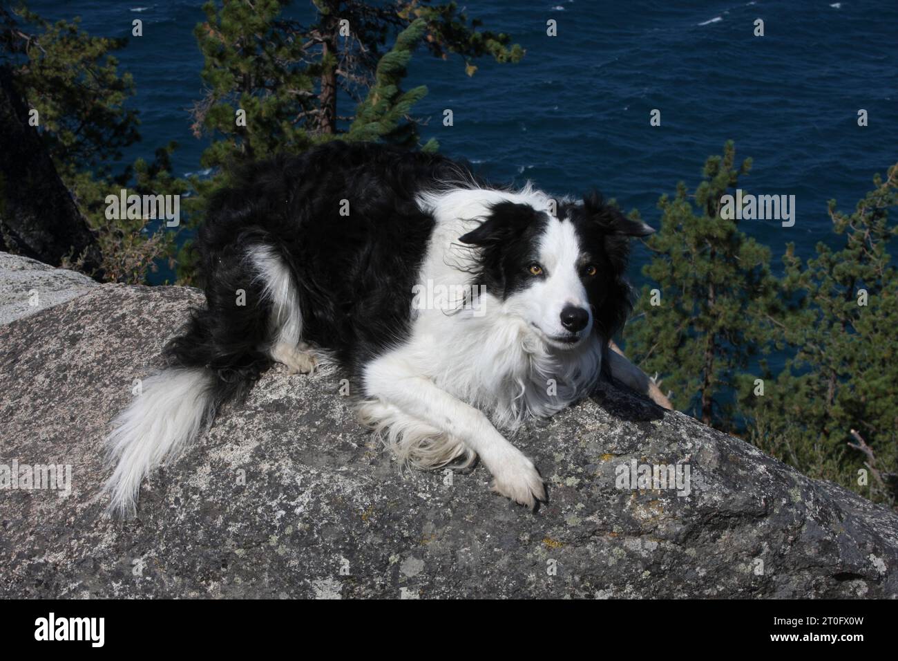 Border Collie lying on rock. Lake Tahoe in background. Evergreen trees ...