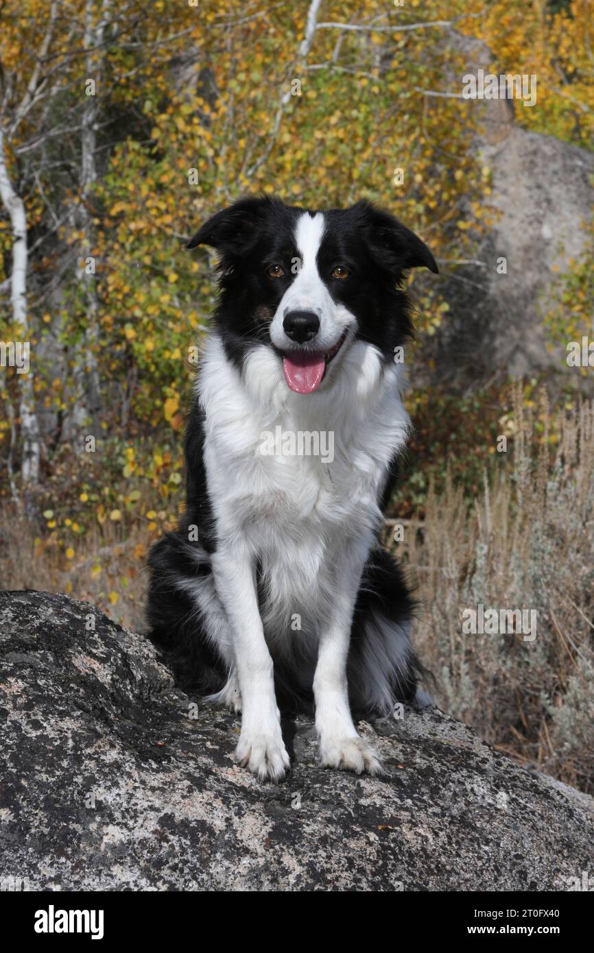 Border Collie sitting on a rock with trees in fall foliage in ...