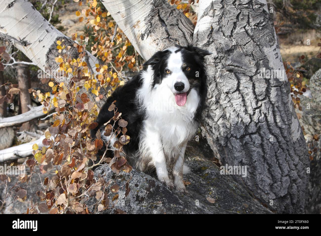 Border Collie sitting in tree with fall foliage Stock Photo - Alamy