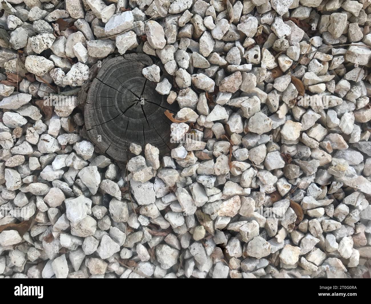 Tree wood detail in white little pebble stones Stock Photo - Alamy