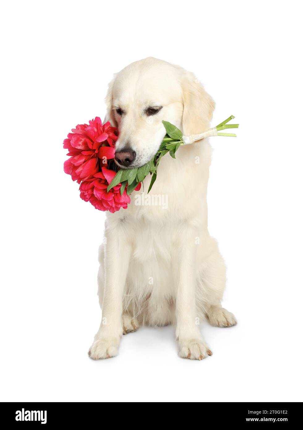 Cute Labrador Retriever with beautiful peony flowers on white ...