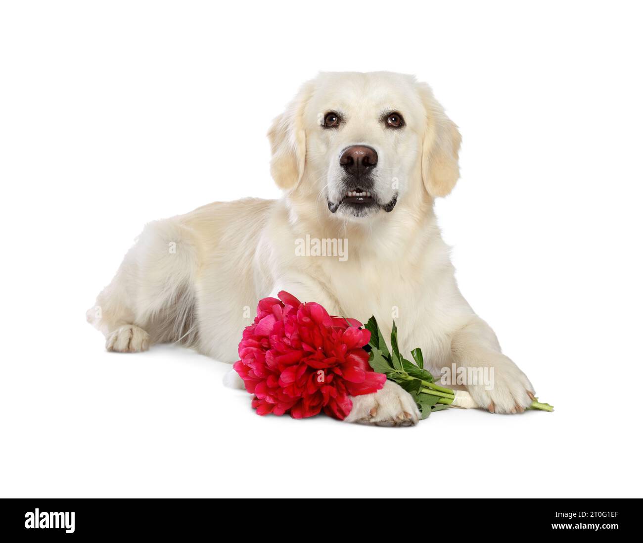 Cute Labrador Retriever with beautiful peony flowers on white ...