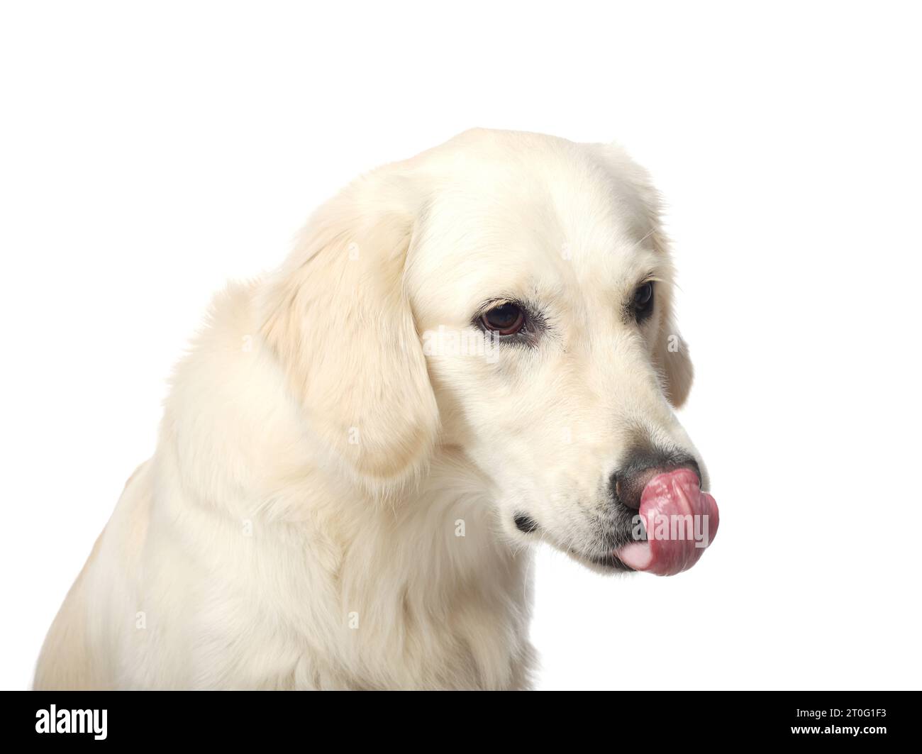 Cute Labrador Retriever showing tongue on white background Stock Photo ...