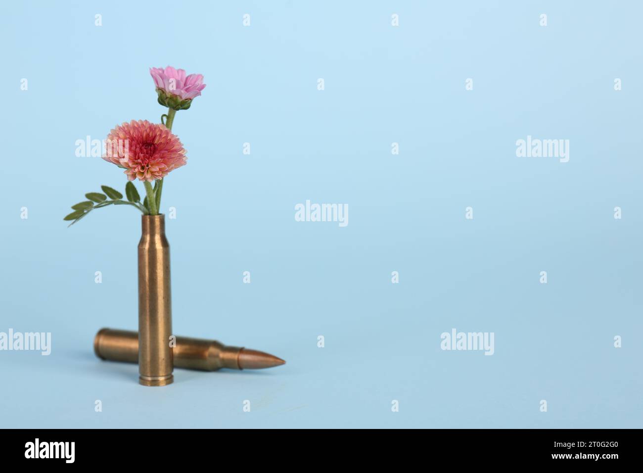 Bullets and beautiful chrysanthemum flowers on light blue background ...