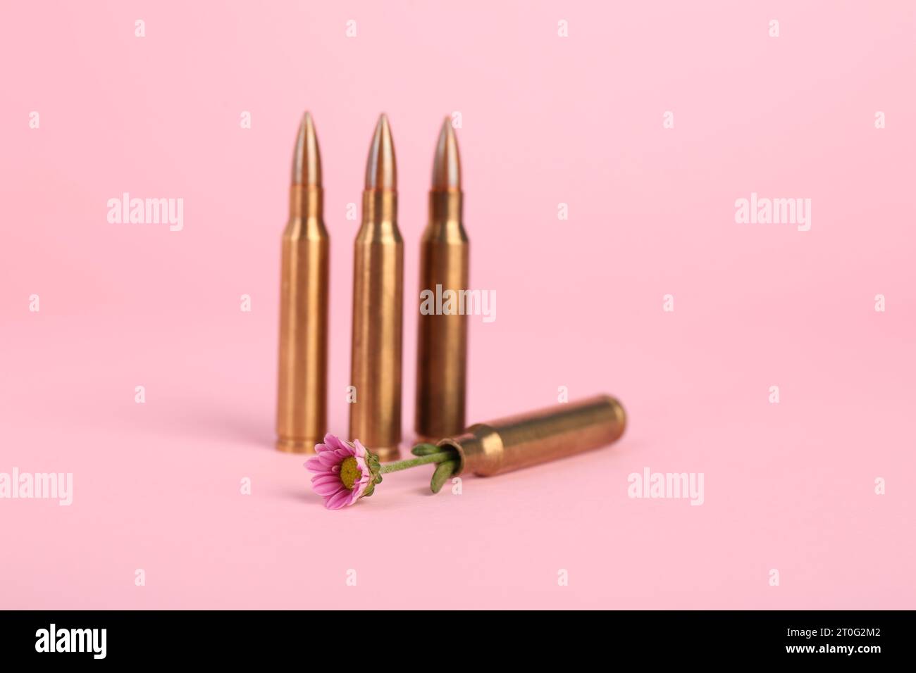 Bullets and beautiful chrysanthemum flower on pink background Stock ...