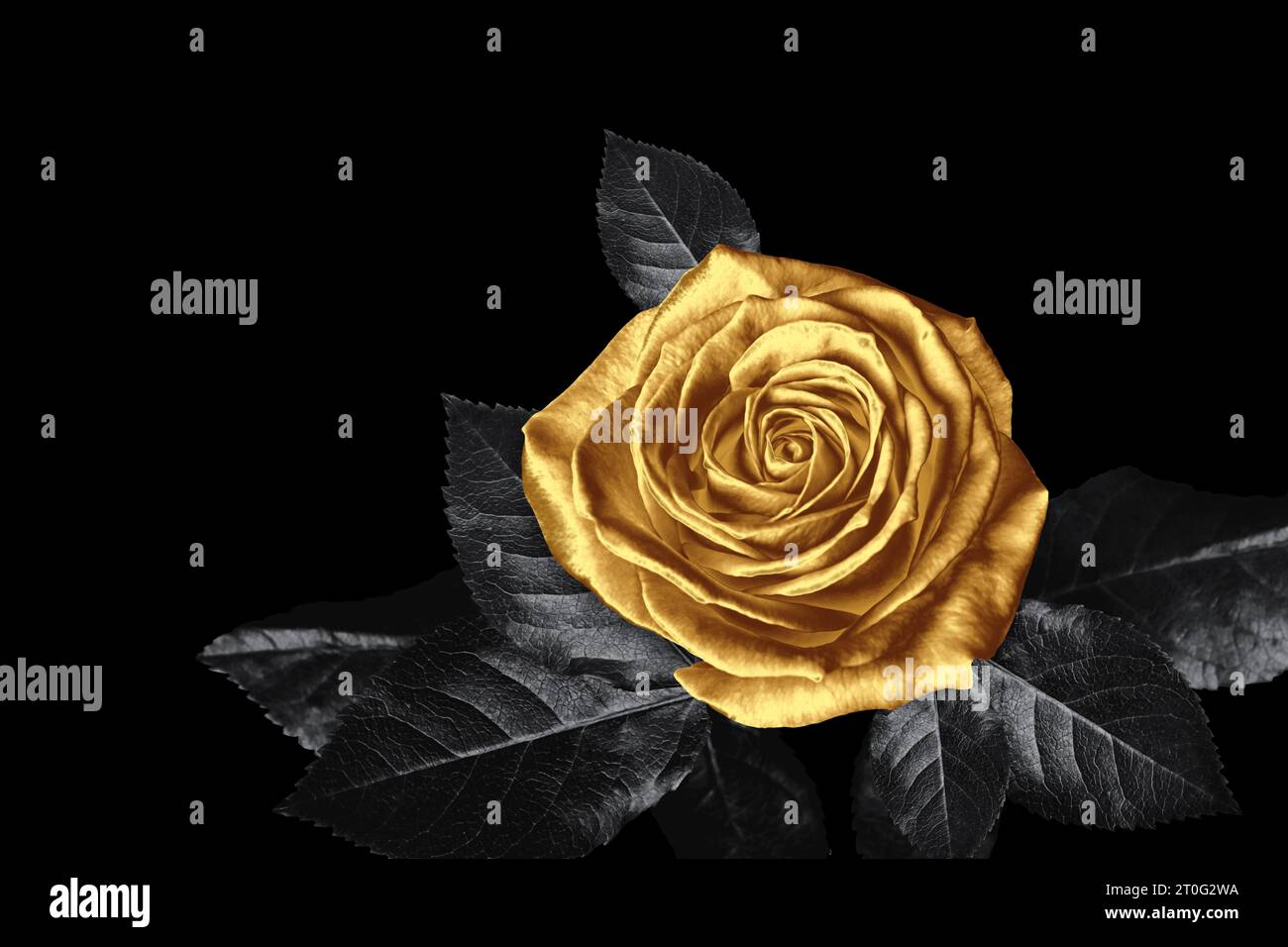Amazing shiny golden rose on black background Stock Photo - Alamy