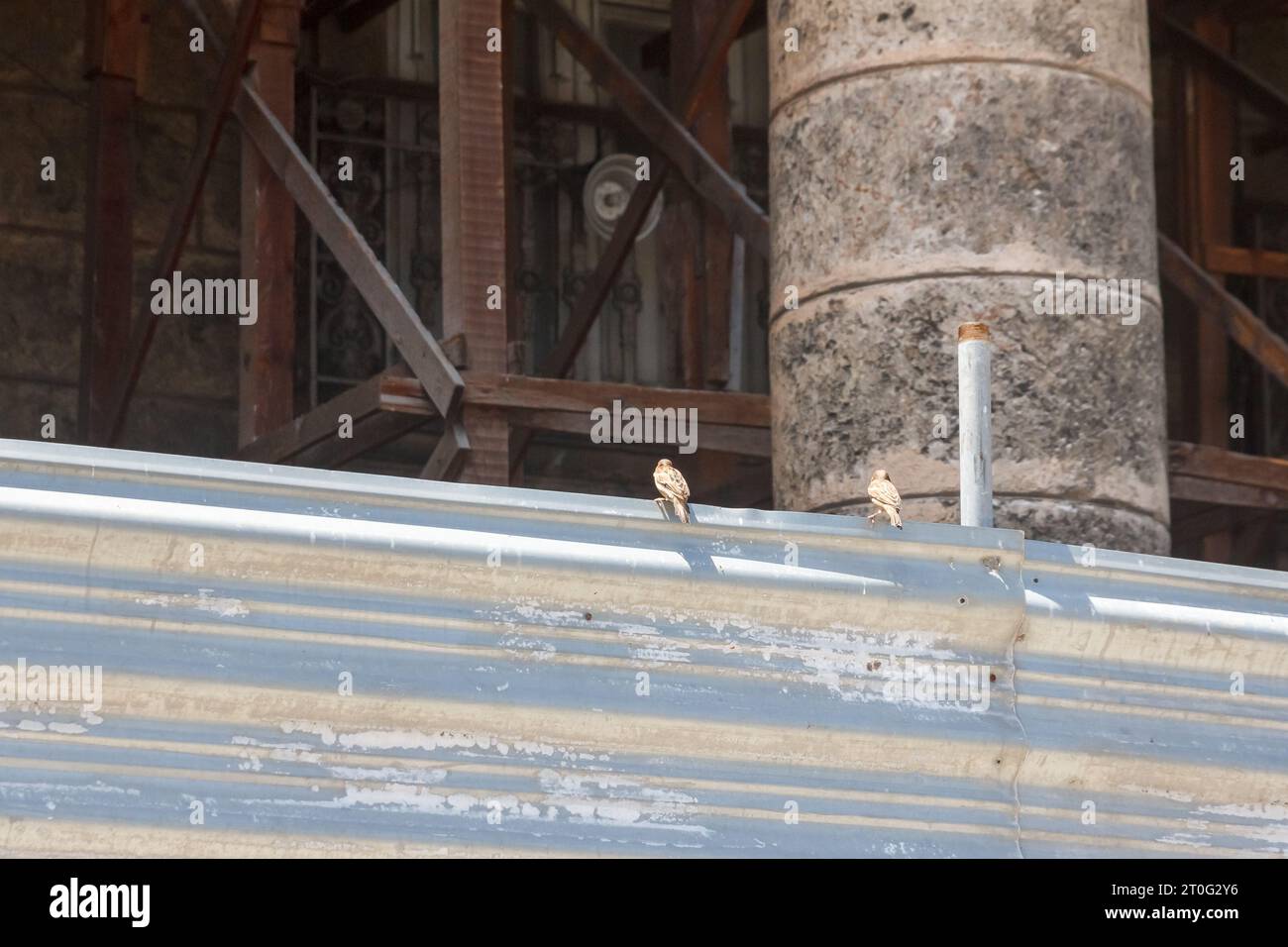Fence, scaffolding, and a weathered column in a colonial building that ...