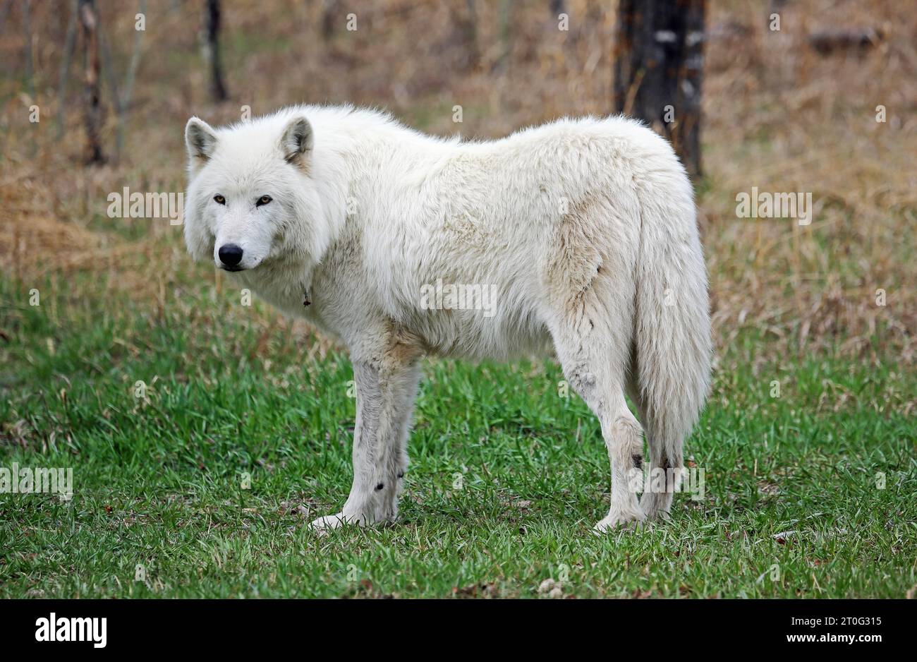 Arctic wolf canada hi-res stock photography and images - Alamy