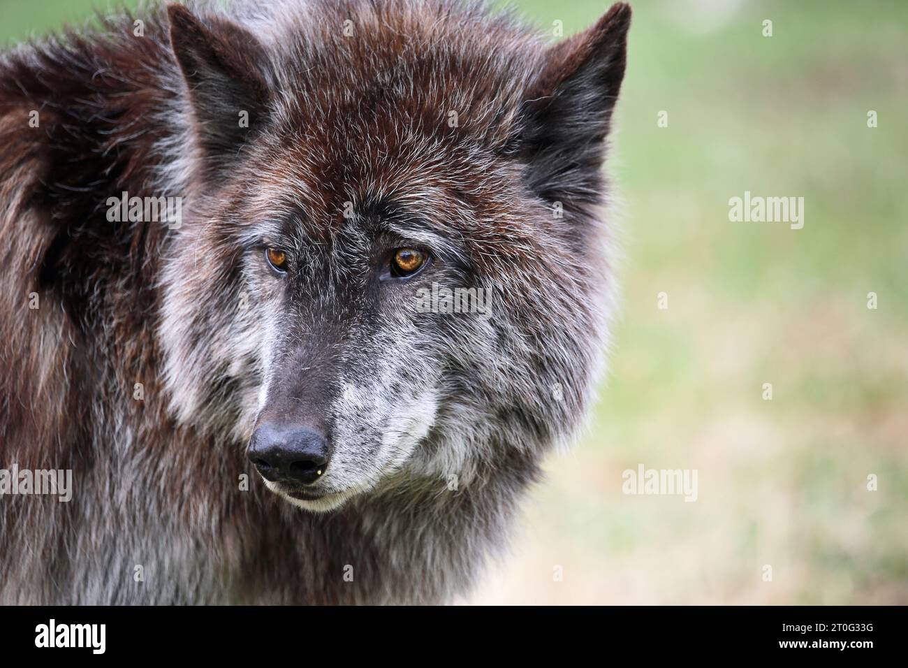 Alpha wolf hi-res stock photography and images - Alamy