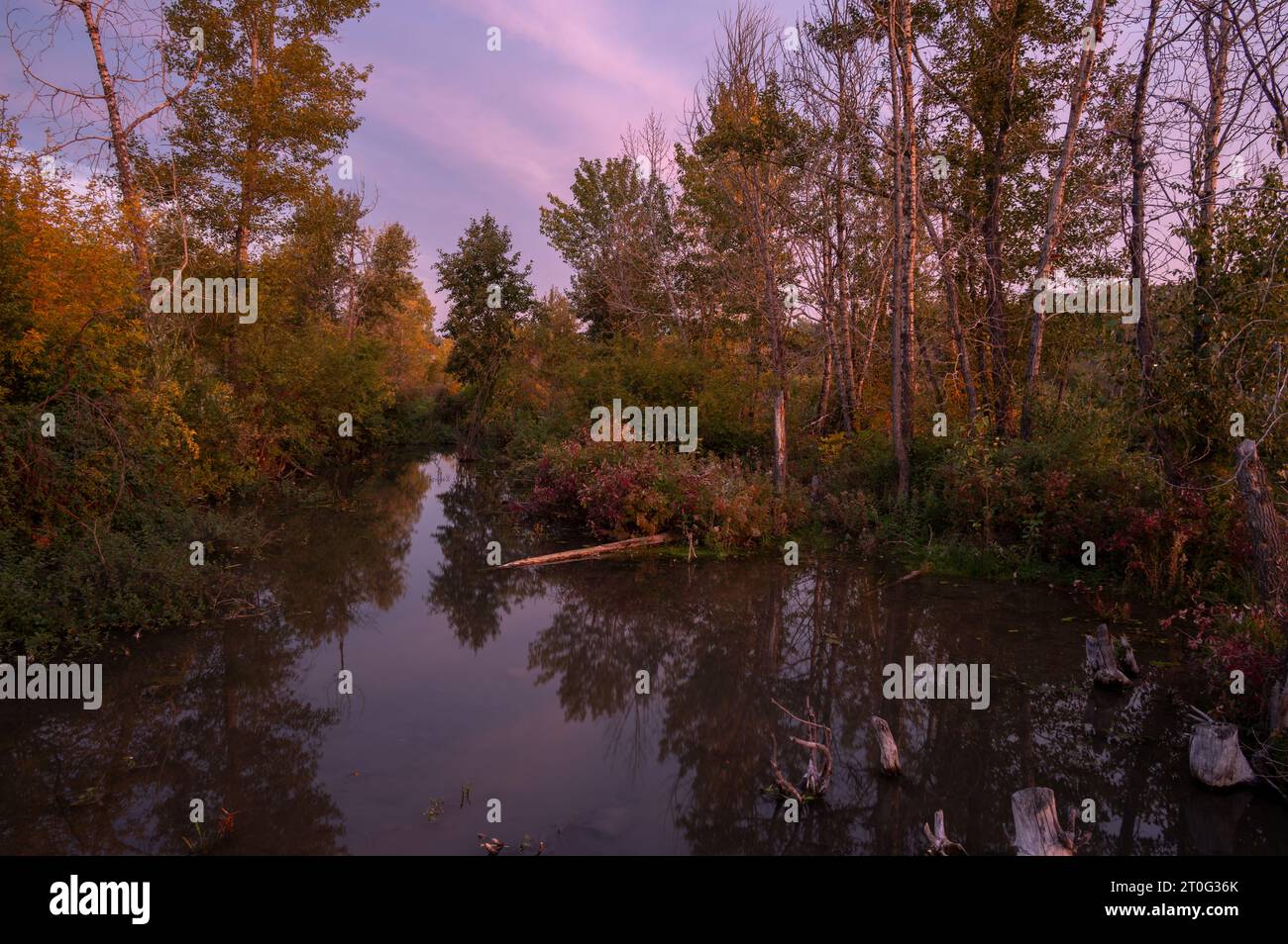 Reconstructed wetlands hi-res stock photography and images - Alamy