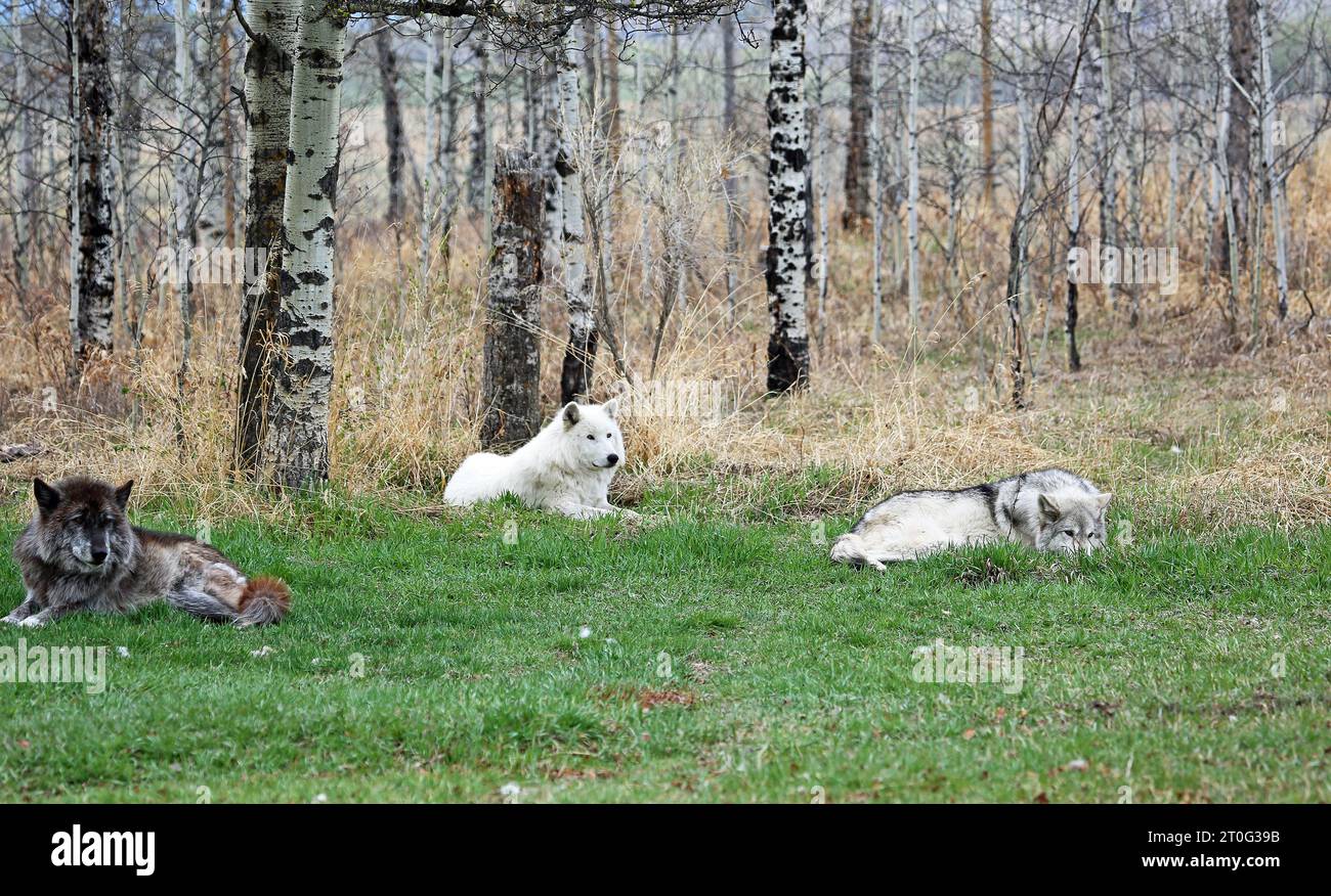Wolfdogs hi-res stock photography and images - Alamy