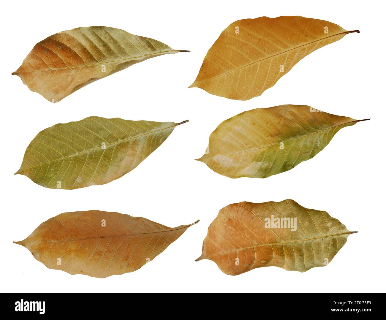 dry leaf or dead leaf isolated on white background Stock Photo - Alamy
