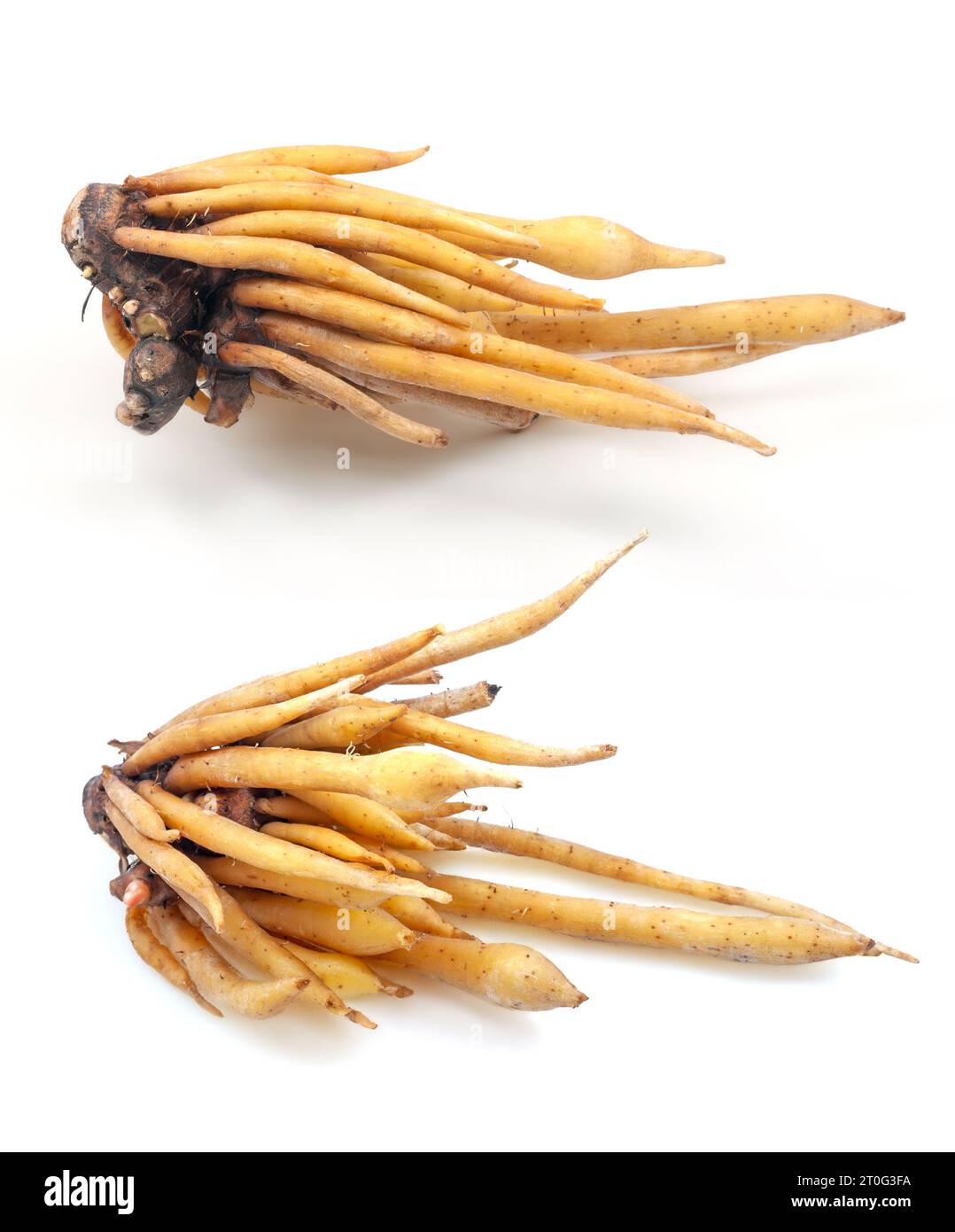 Fingerroot isolated on white background Stock Photo - Alamy