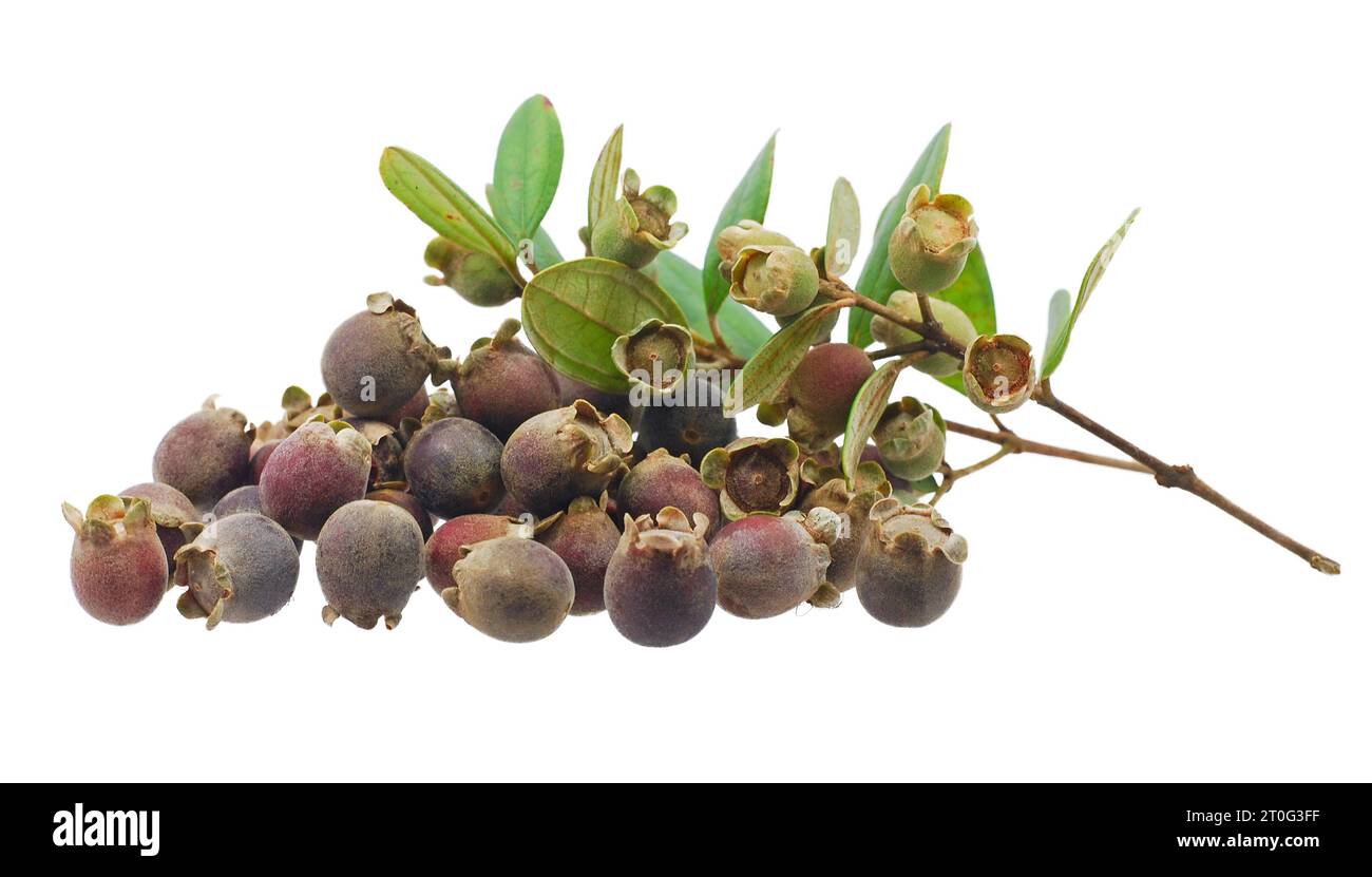 Rose myrtle or hill gooseberry isolated on white background Stock Photo ...