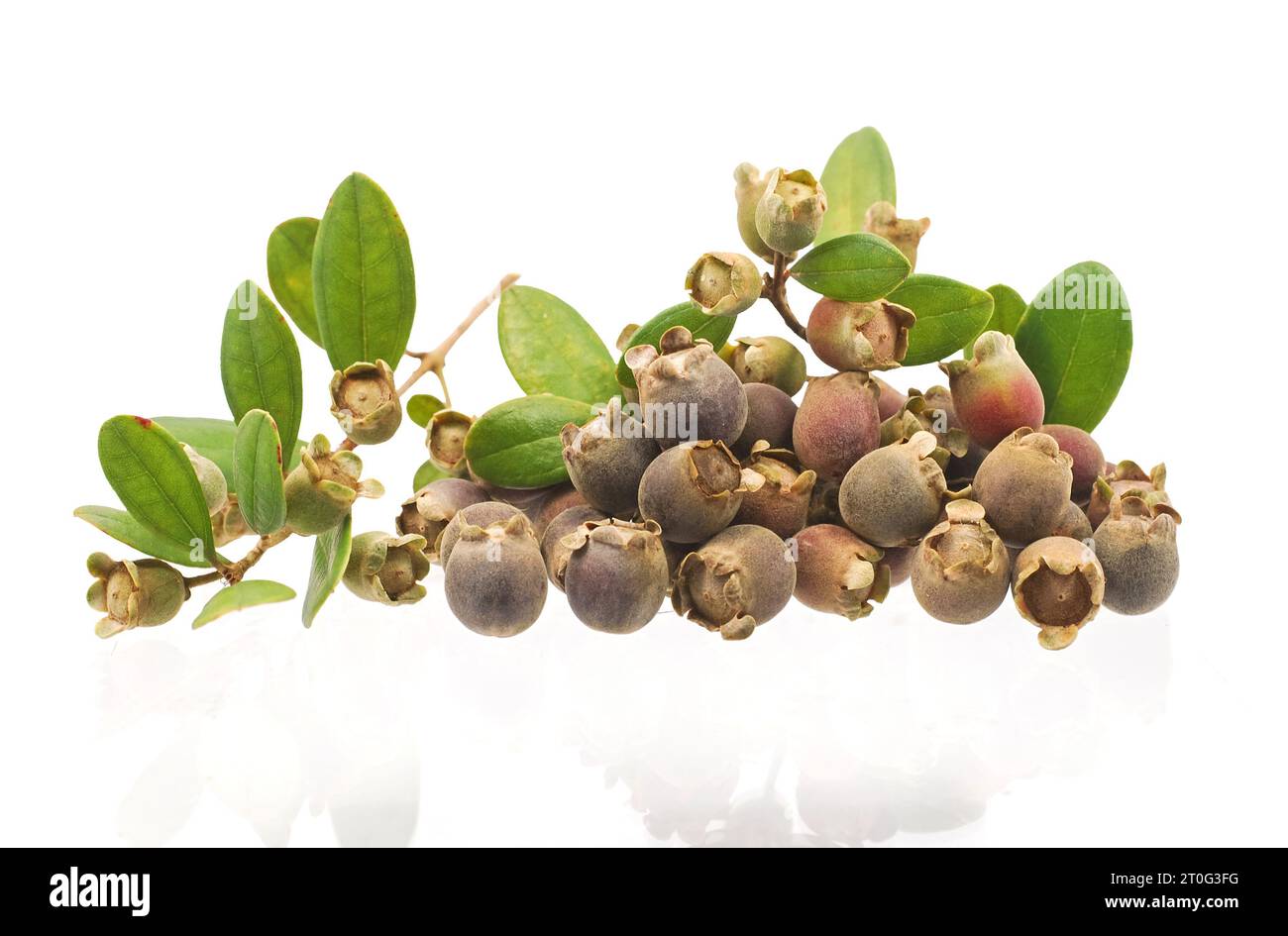 Rose myrtle or hill gooseberry isolated on white background Stock Photo ...