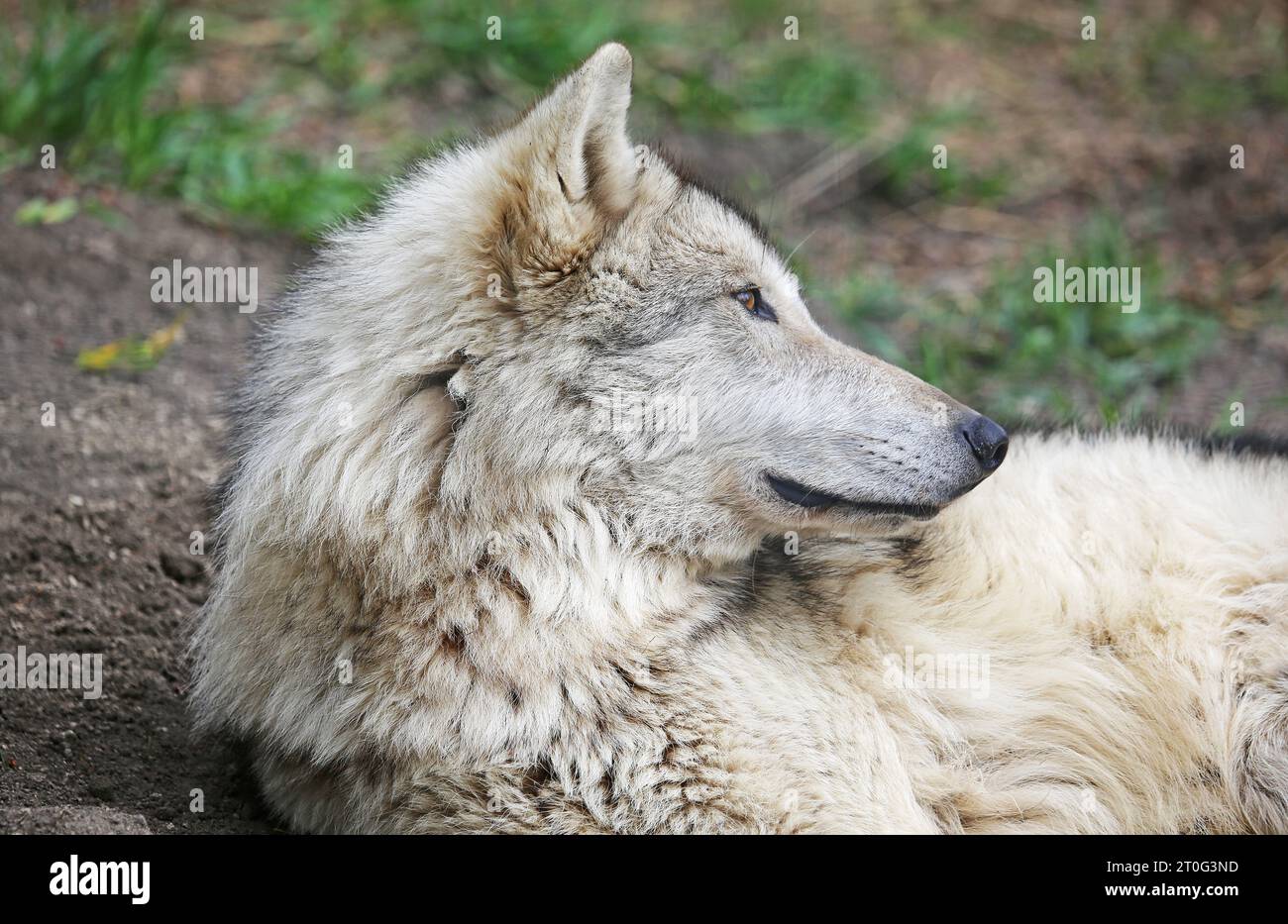 Cute Wolfdog in profile, Canada Stock Photo - Alamy