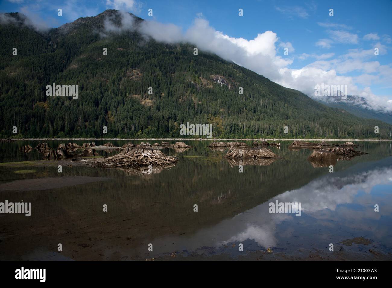 Tree stumps are covering the shores of Buttle Lake in Strathcona ...