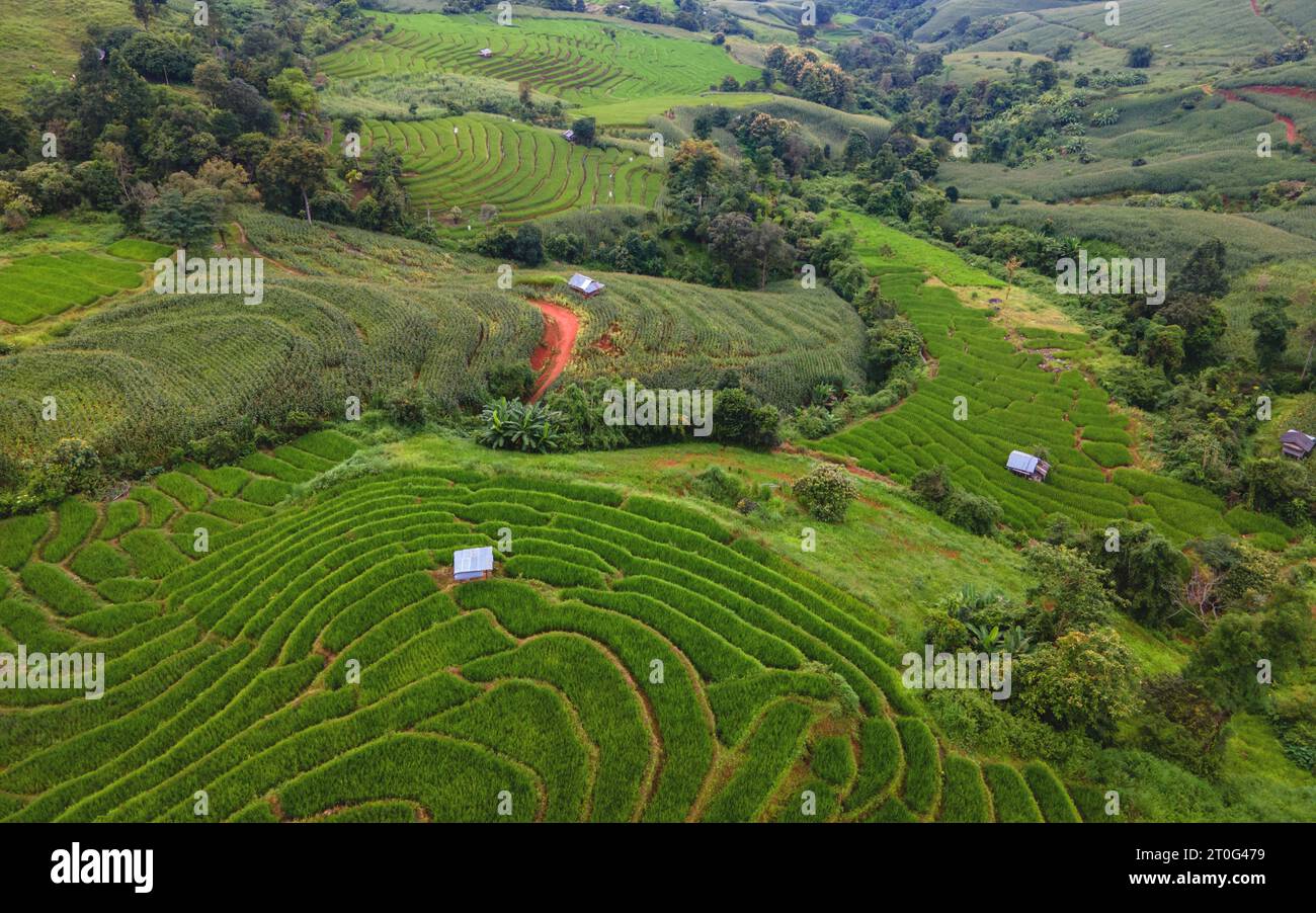 Terraced Rice Field in Chiangmai, Thailand, Pa Pong Piang rice terraces ...