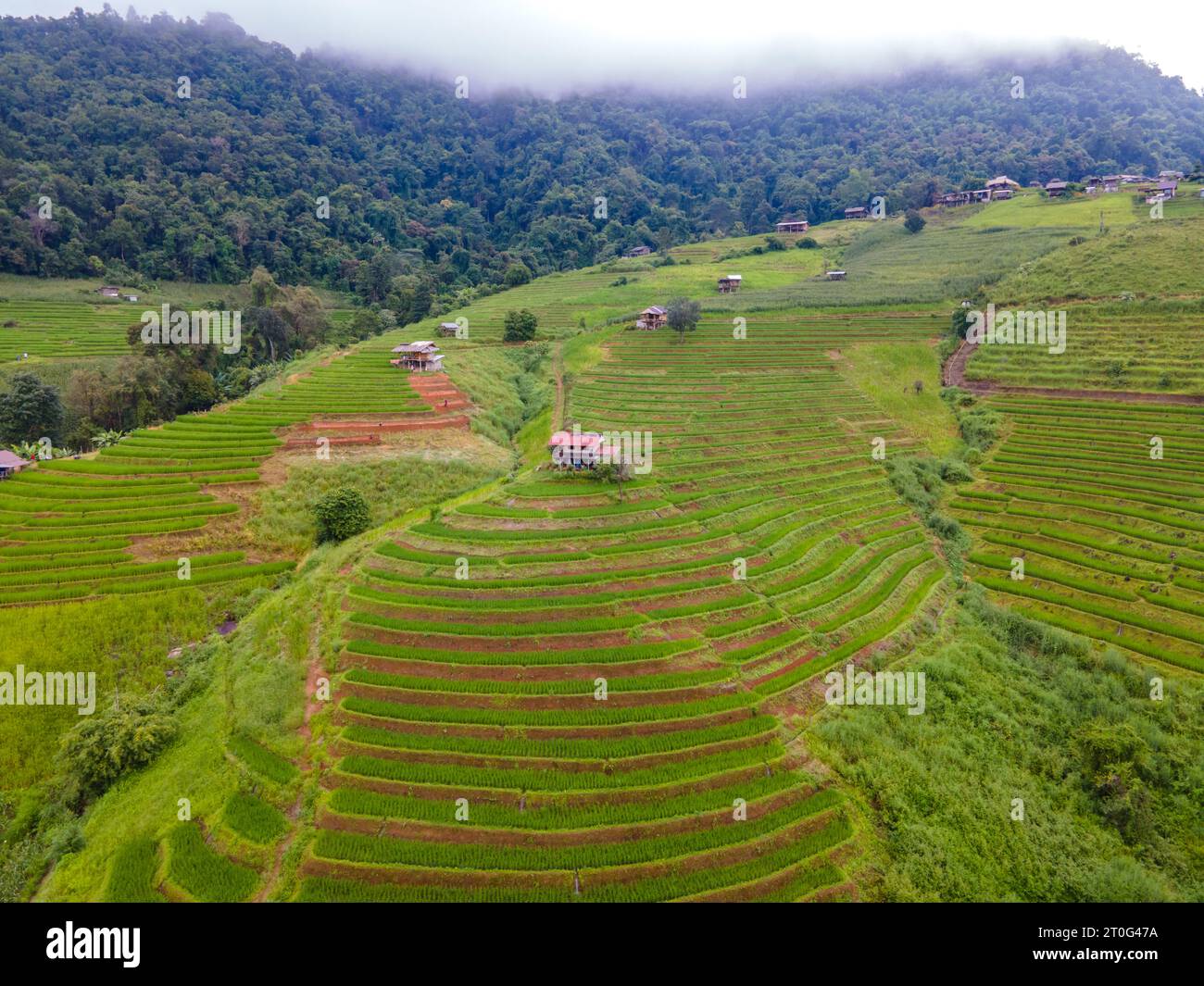 Terraced Rice Field in Chiangmai, Thailand, Pa Pong Piang rice terraces ...