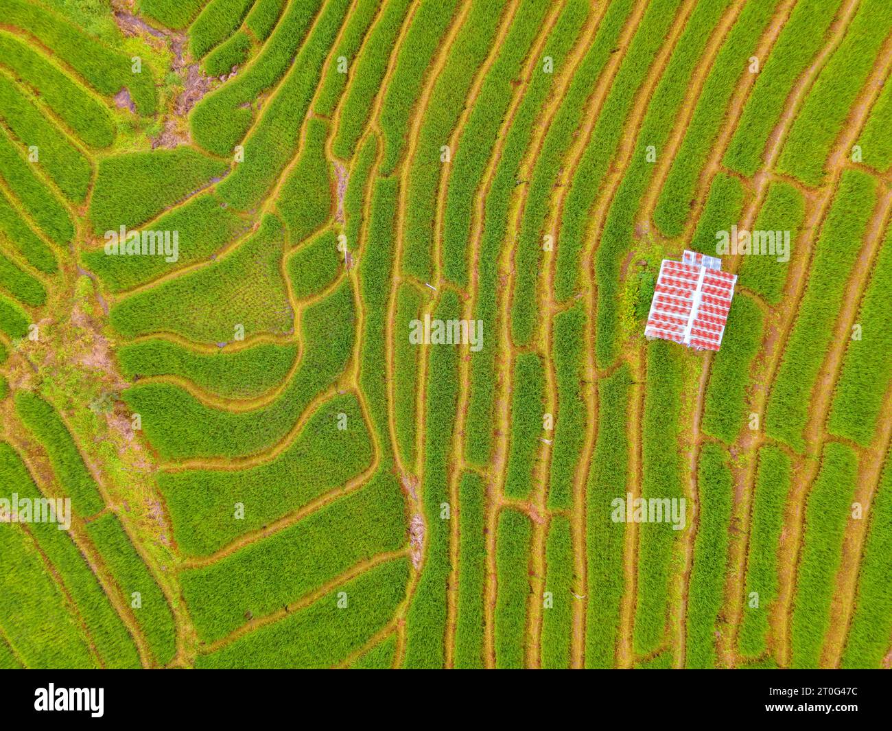Terraced Rice Field in Chiangmai, Thailand, Pa Pong Piang rice terraces ...