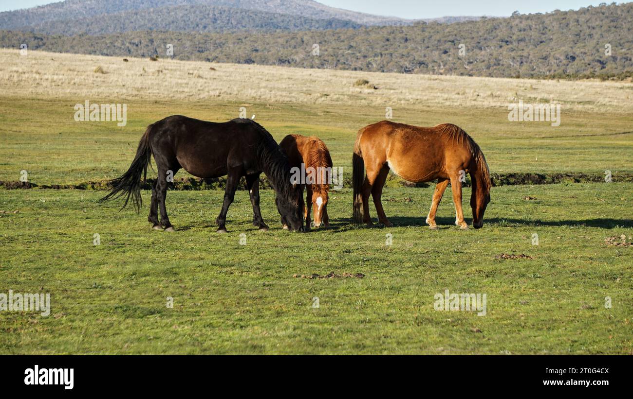 Alpine national park australia horses hi-res stock photography and ...