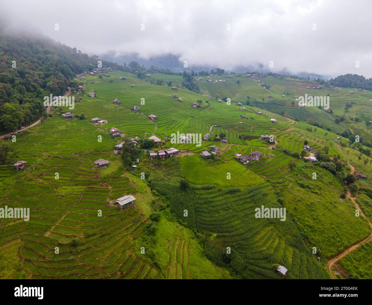 Terraced Rice Field in Chiangmai, Thailand, Pa Pong Piang rice terraces ...