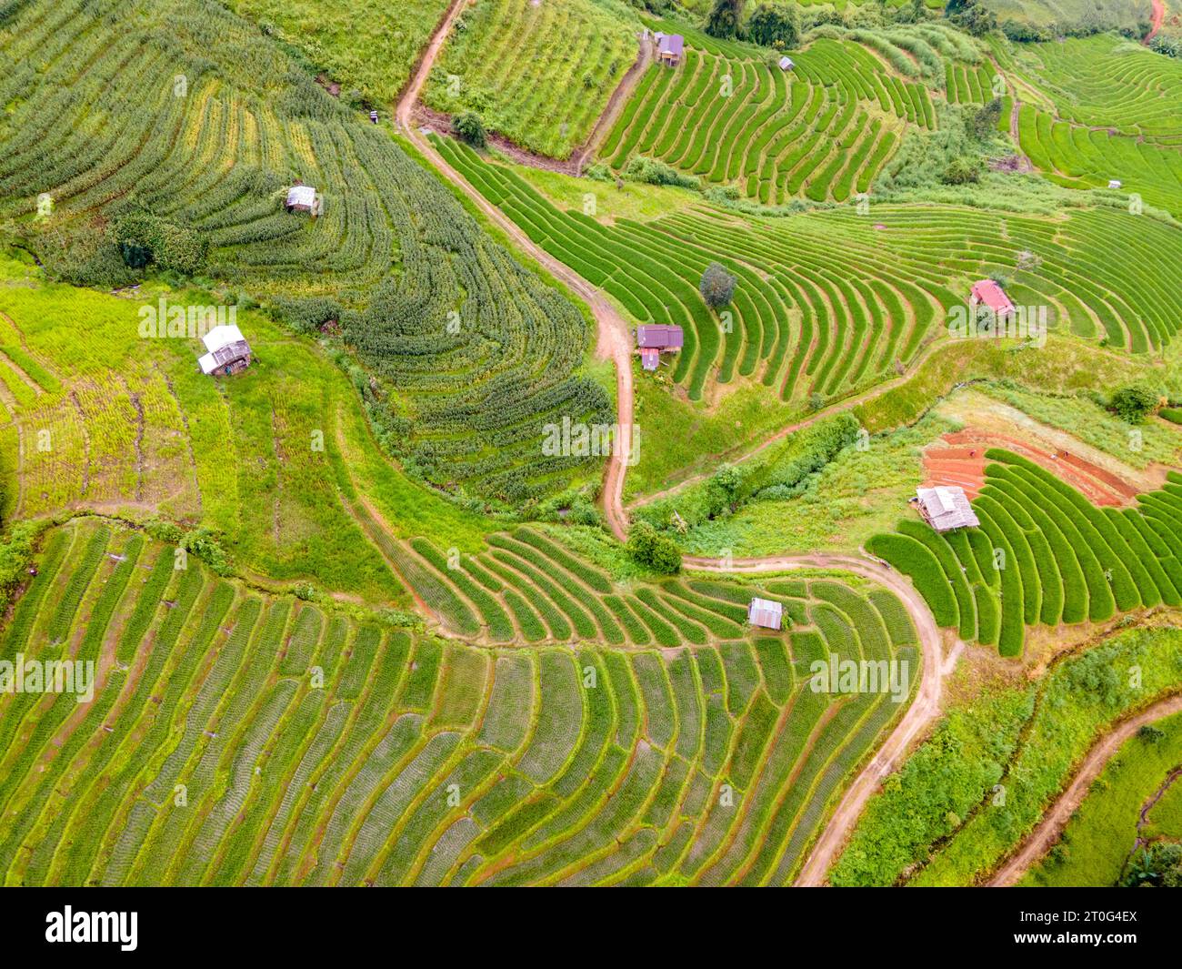 Terraced Rice Field in Chiangmai, Thailand, Pa Pong Piang rice terraces ...