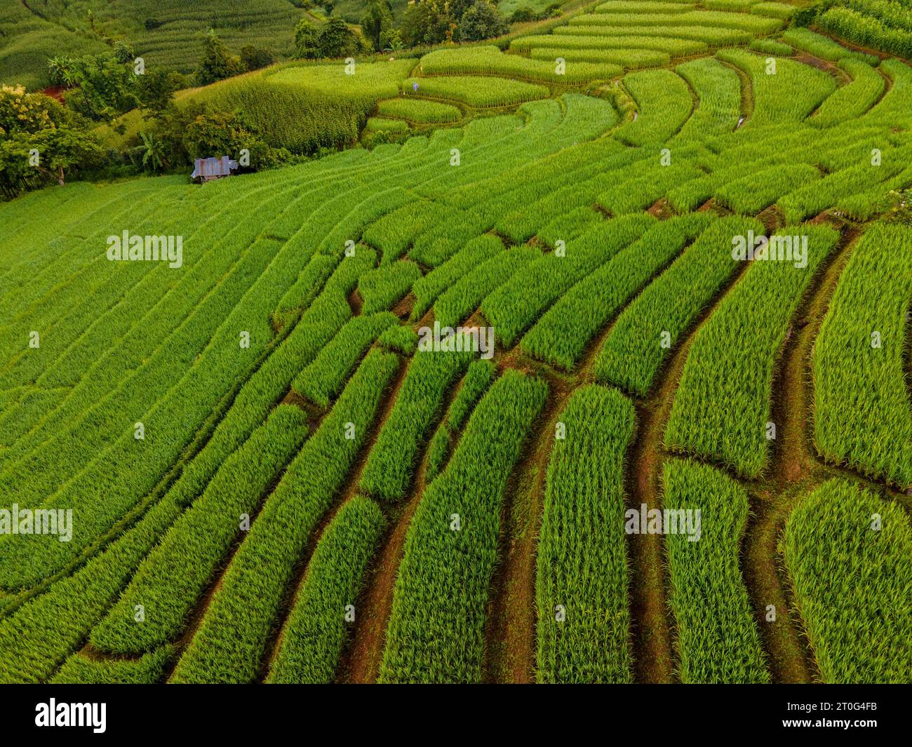 Terraced Rice Field in Chiangmai, Thailand, Pa Pong Piang rice terraces ...