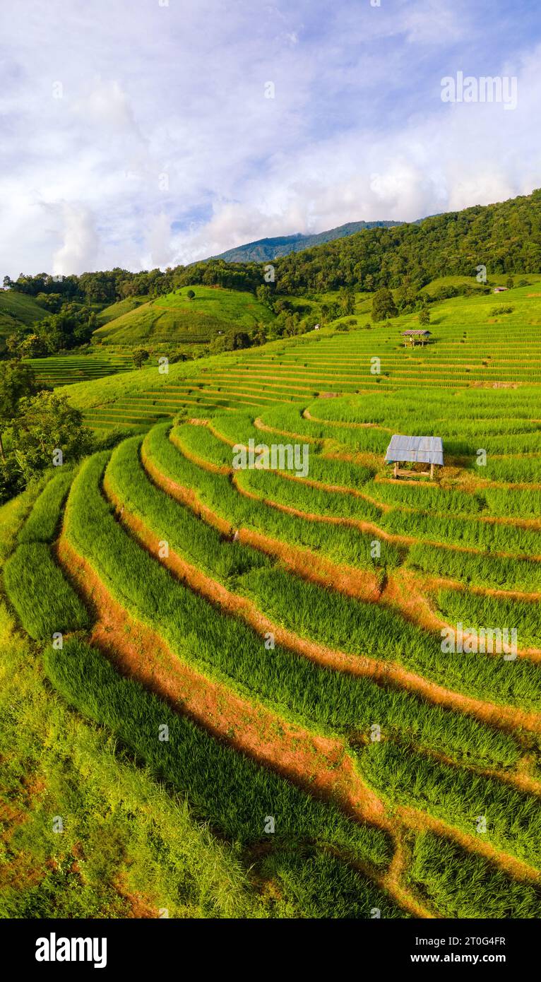 Pa Pong Piang rice terraces, green rice paddy fields during rain season ...