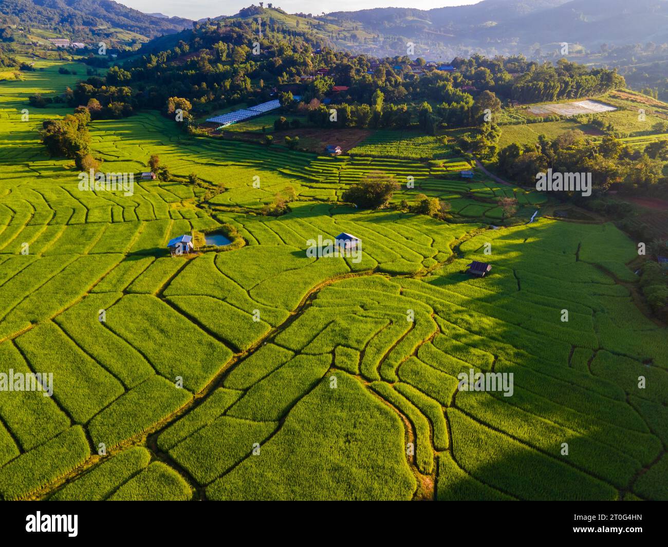View of the Terraced Rice Field in Chiangmai, Thailand, Pa Pong Piang ...