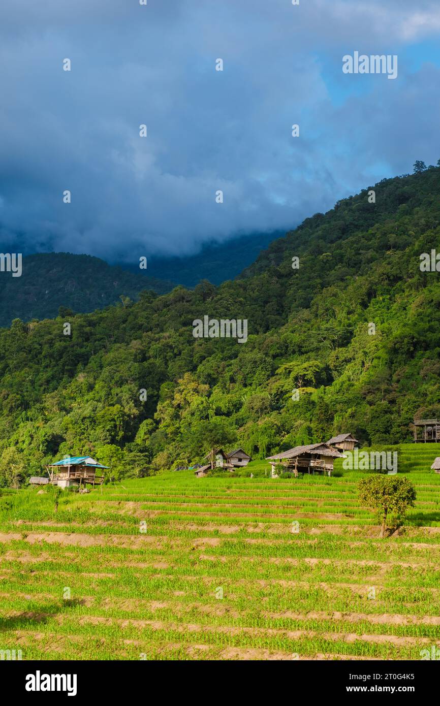 Beautiful Terraced Rice Field in Chiangmai, Thailand, Pa Pong Piang ...