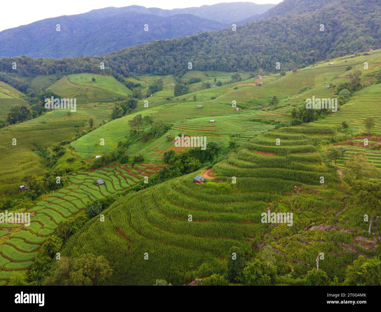Pa Pong Piang rice terraces, green rice paddy fields during rain season ...