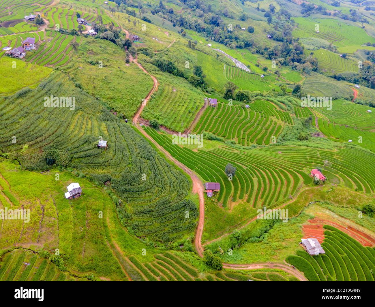Pa Pong Piang rice terraces, green rice paddy fields during rain season ...