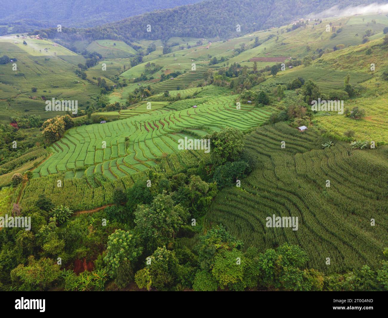 Terraced Rice Field in Chiangmai, Thailand, Pa Pong Piang rice terraces ...