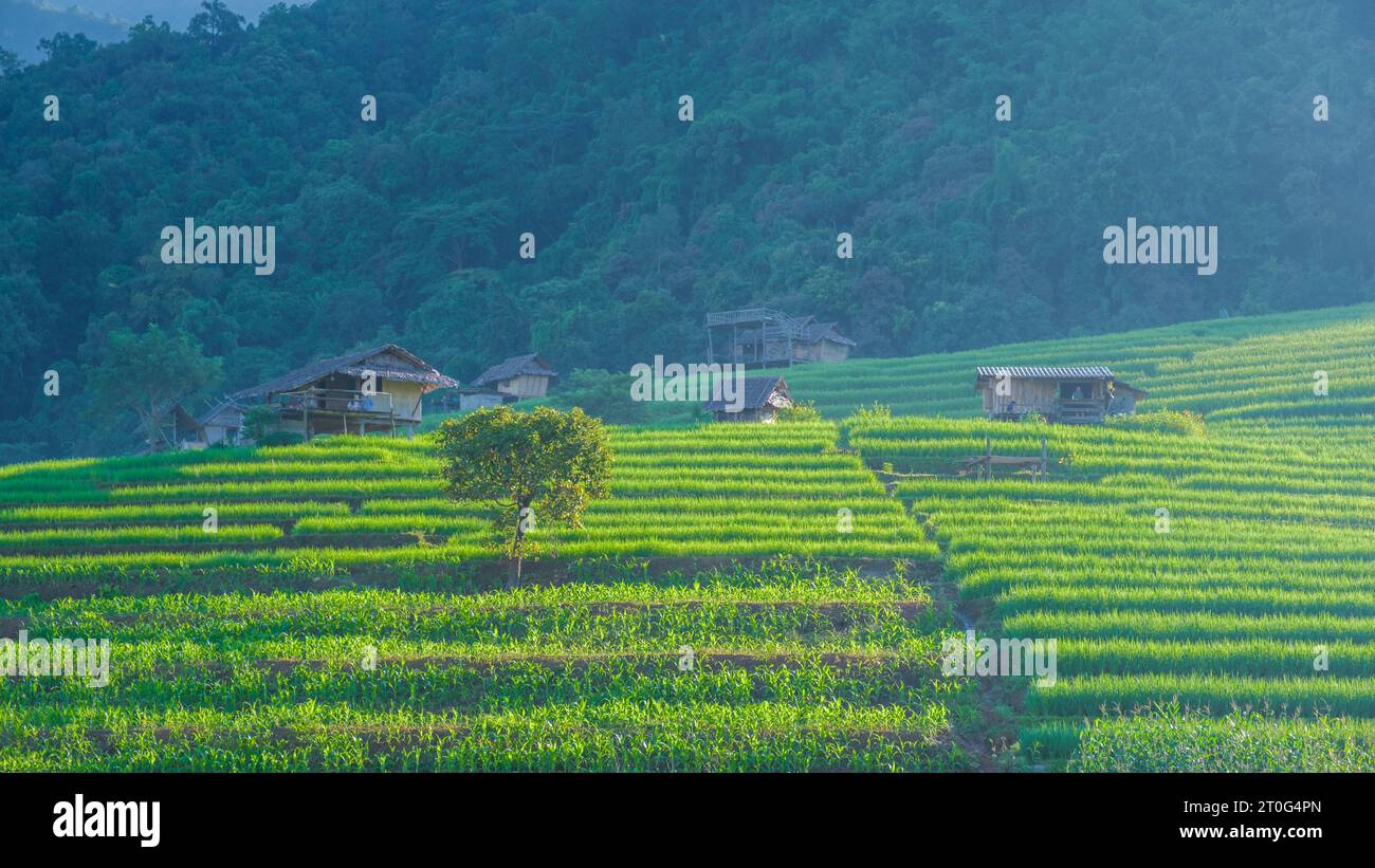 Terraced Rice Field in Chiangmai, Thailand, Pa Pong Piang rice terraces ...