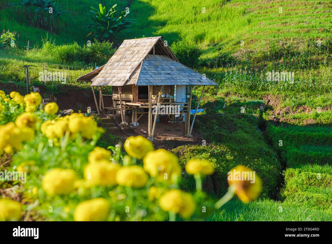 Terraced Rice Field in Chiangmai, Thailand, Pa Pong Piang rice terraces ...