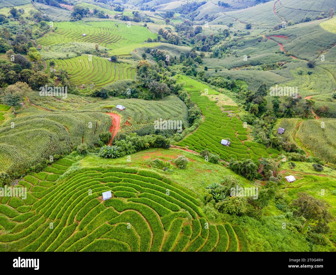 Terraced Rice Field in Chiangmai, Thailand, Pa Pong Piang rice terraces ...