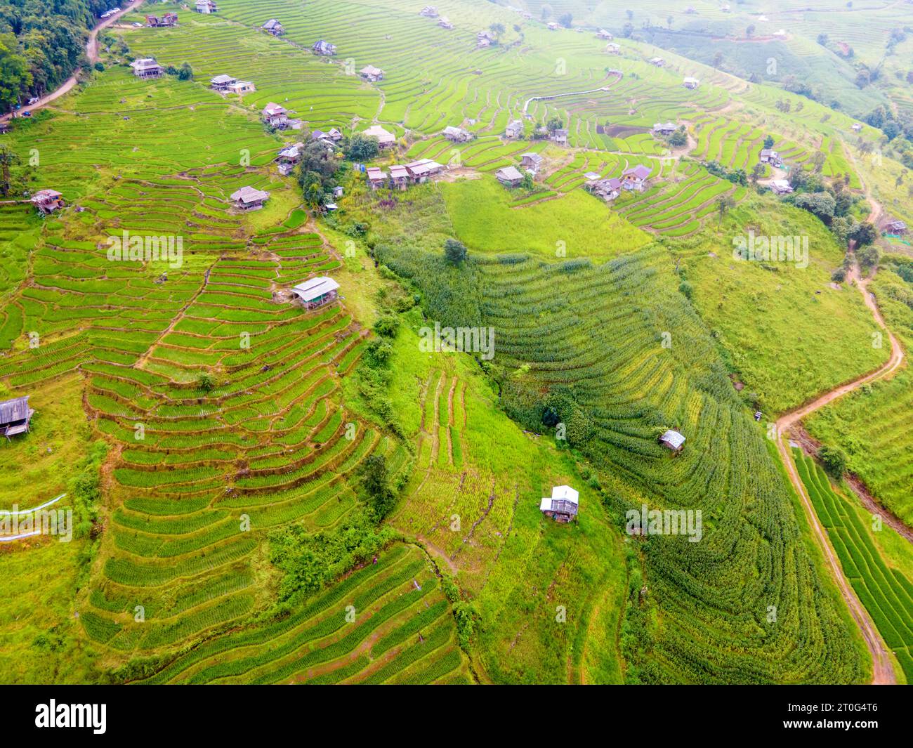Terraced Rice Field in Chiangmai, Thailand, Pa Pong Piang rice terraces ...