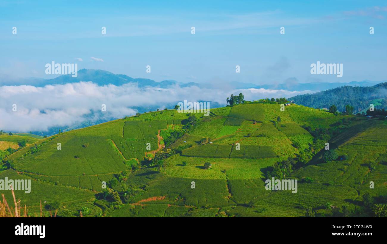 Terraced Rice Field in Chiangmai, Thailand, Pa Pong Piang rice terraces ...