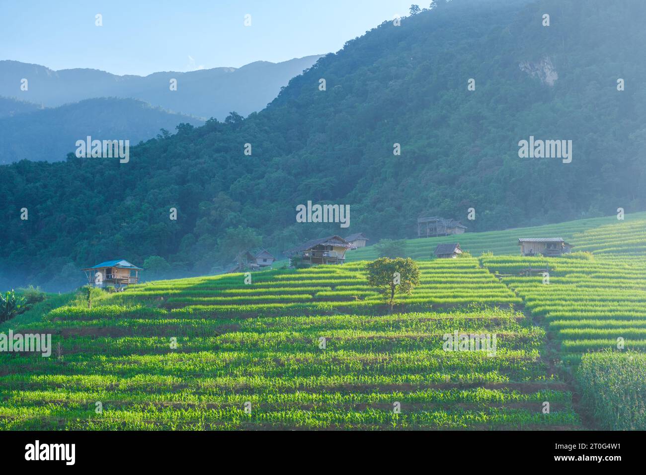 Terraced Rice Field in Chiangmai, Thailand, Pa Pong Piang rice terraces ...