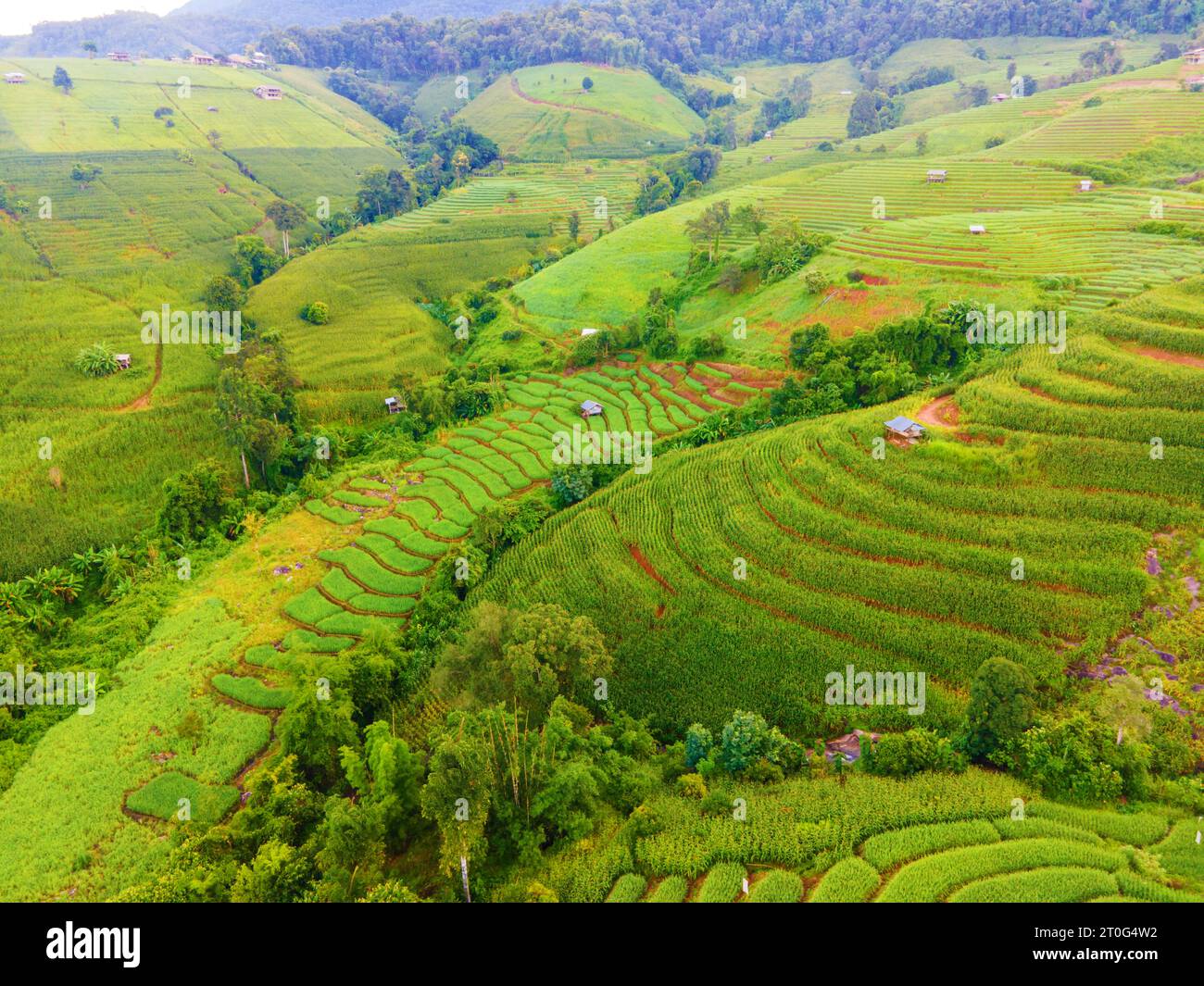 Beautiful Terraced Rice Field in Chiangmai, Thailand, Pa Pong Piang ...