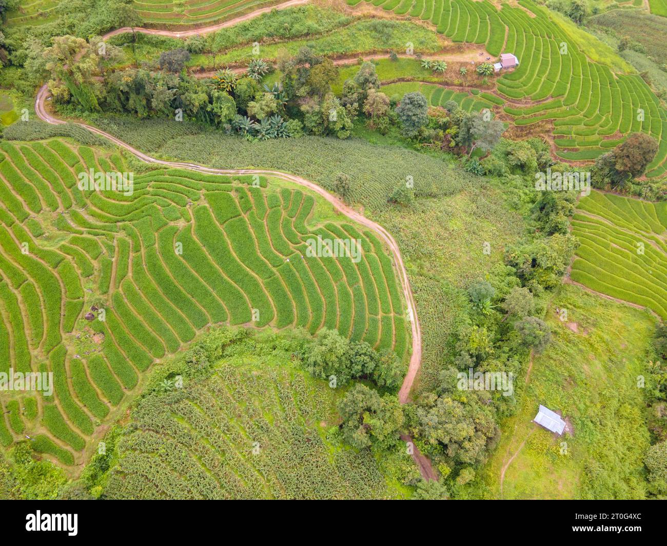 Beautiful green Terraced Rice Fields in Chiangmai, Thailand, Pa Pong ...