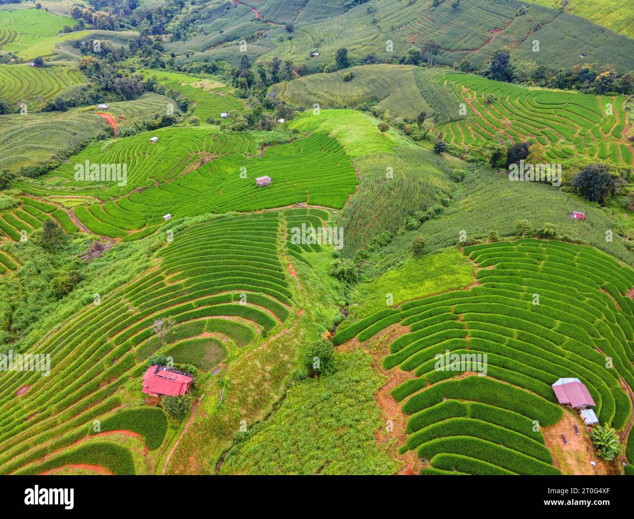 Terraced Rice Field in Chiangmai, Thailand, Pa Pong Piang rice terraces ...