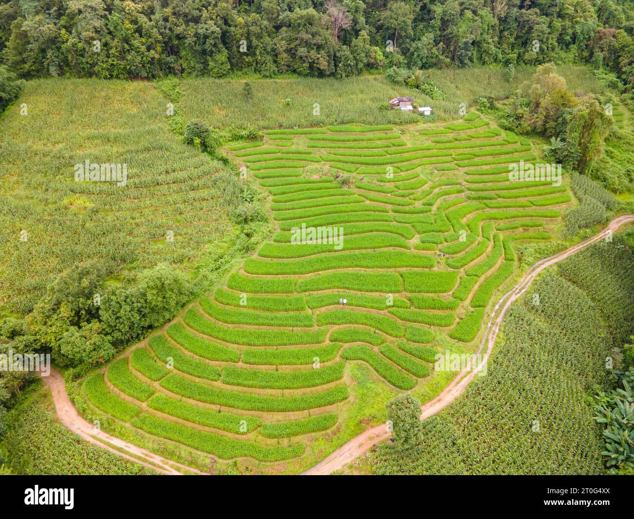 Beautiful Terraced Rice Fields in Chiangmai, Thailand, Pa Pong Piang ...