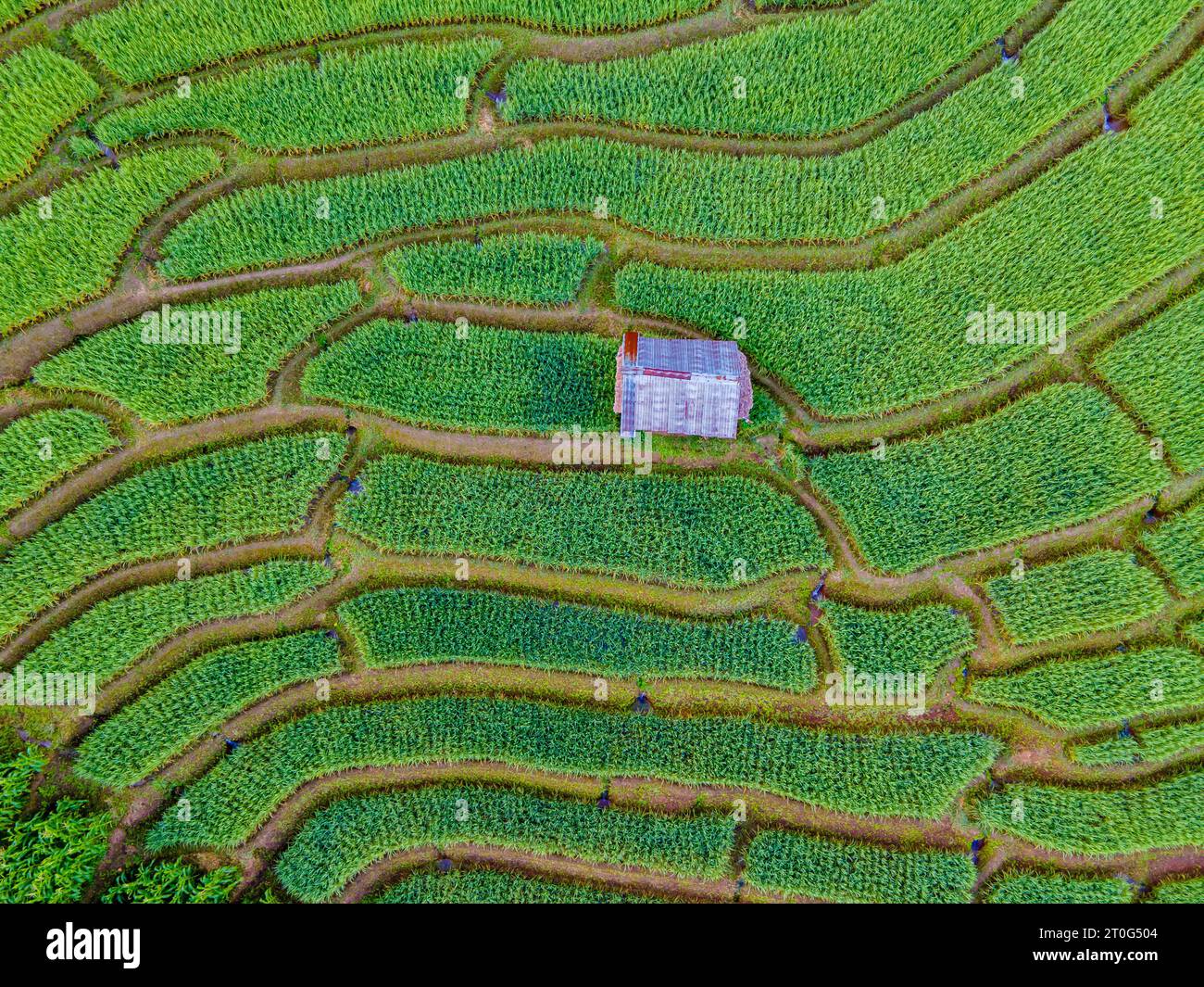 sunset with green Terraced Rice Field in Chiangmai, Thailand, Pa Pong ...