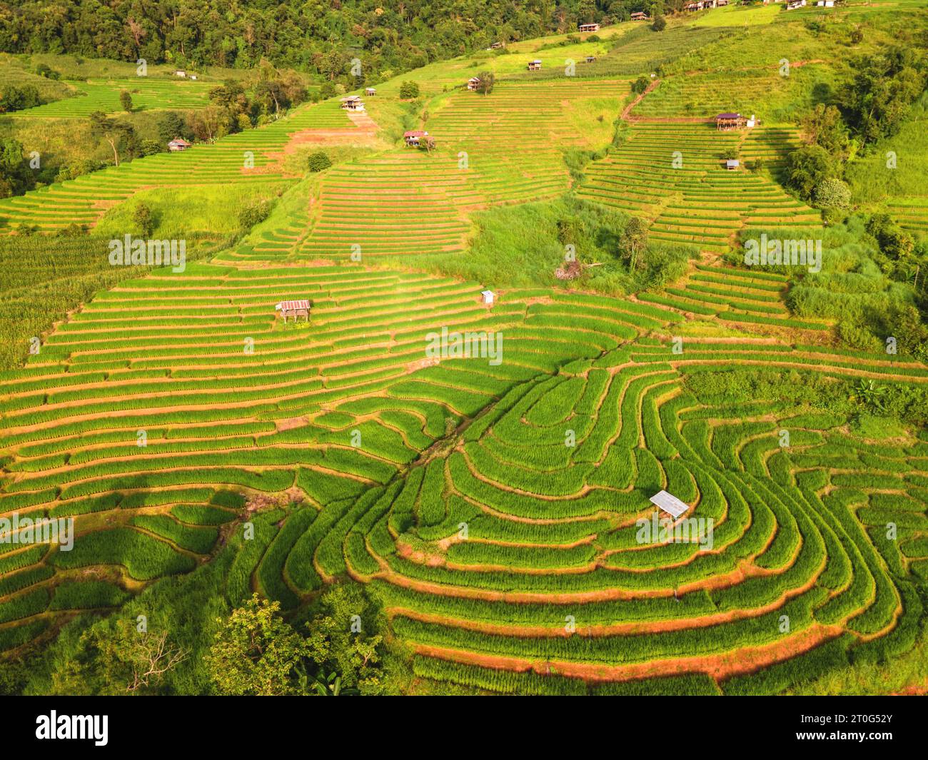Terraced Rice Field in Chiangmai, Thailand, Pa Pong Piang rice terraces ...