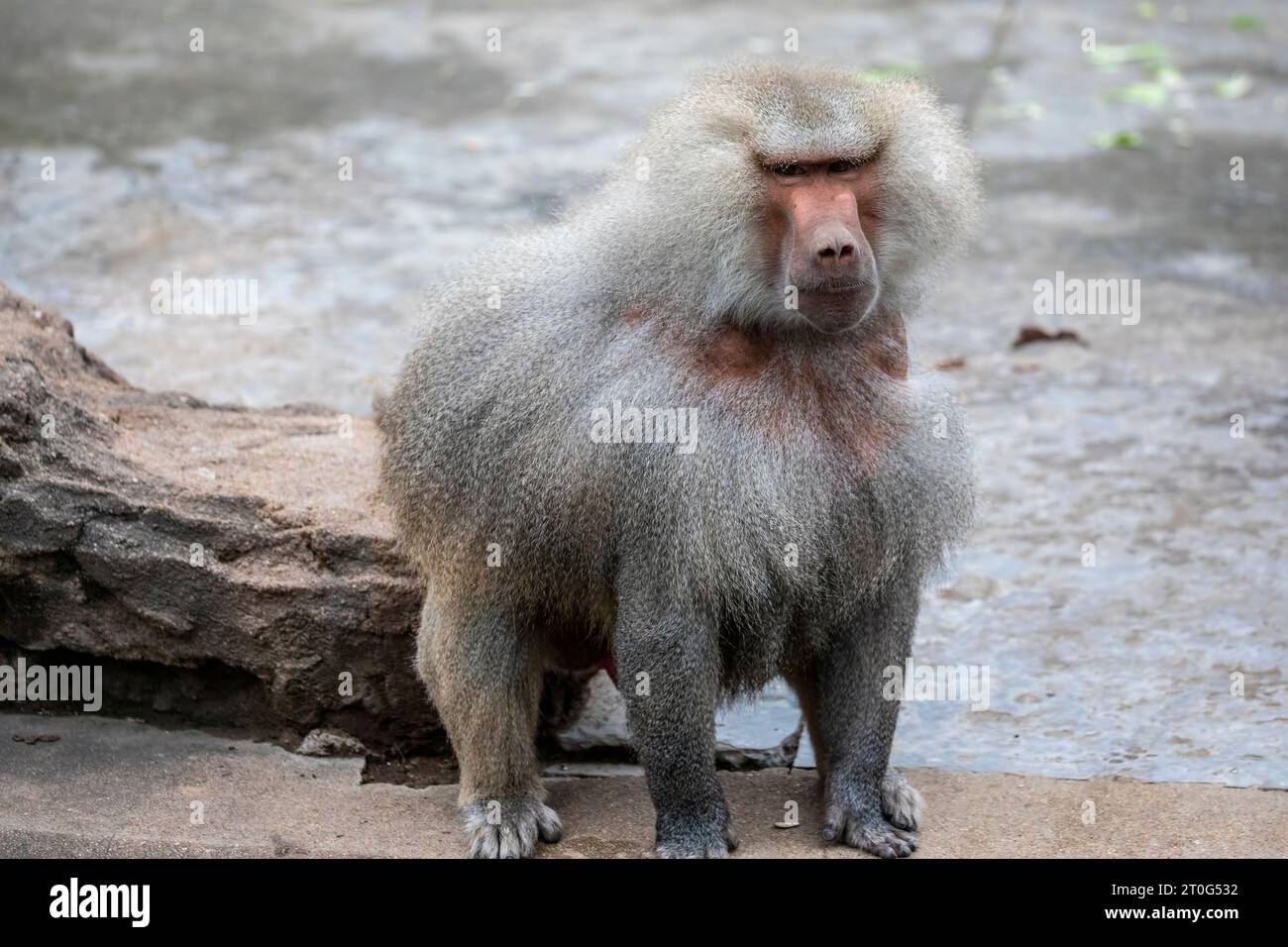 the closeup image of Hamadryas baboon (Papio hamadryas). It is a ...