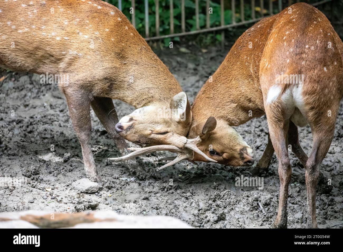 Two male Indian hog deer (Axis porcinus) are flighting . It is a small ...