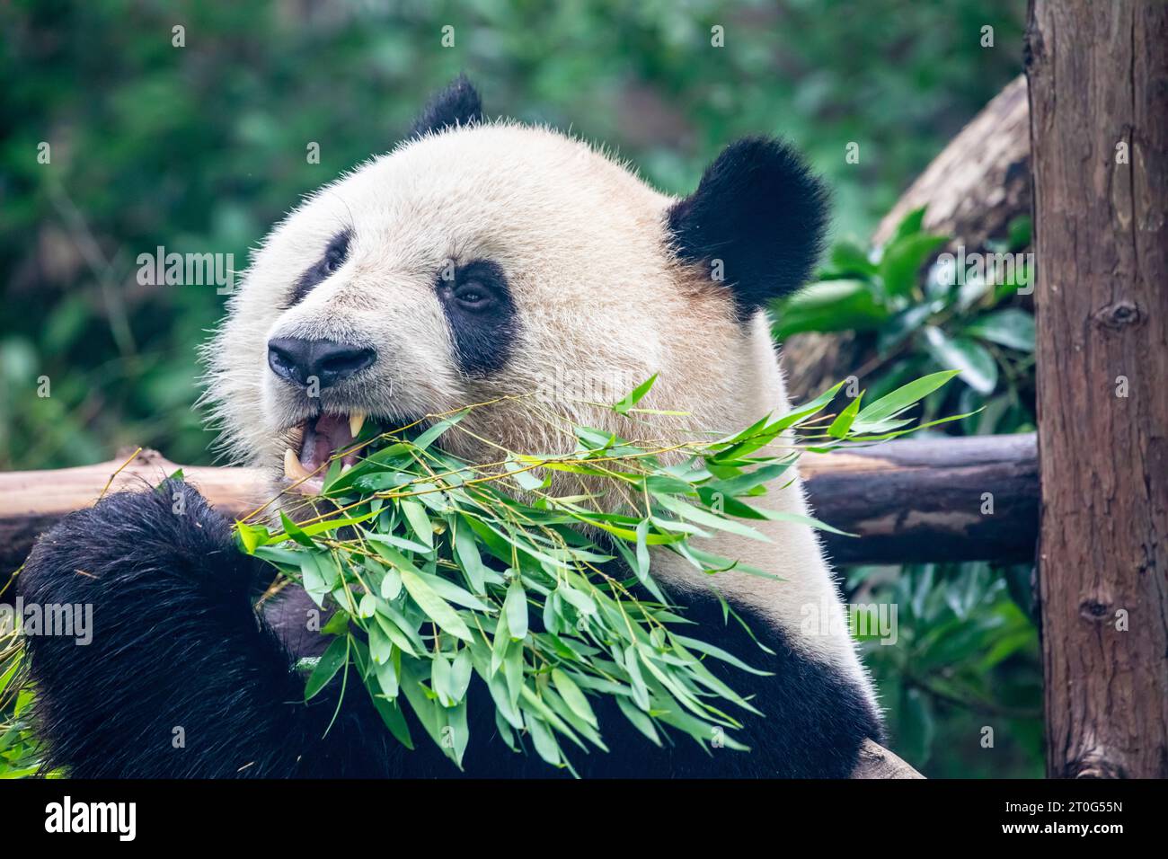 The giant panda "Hefeng" (Ailuropoda melanoleuca) is eating bamboo in ...