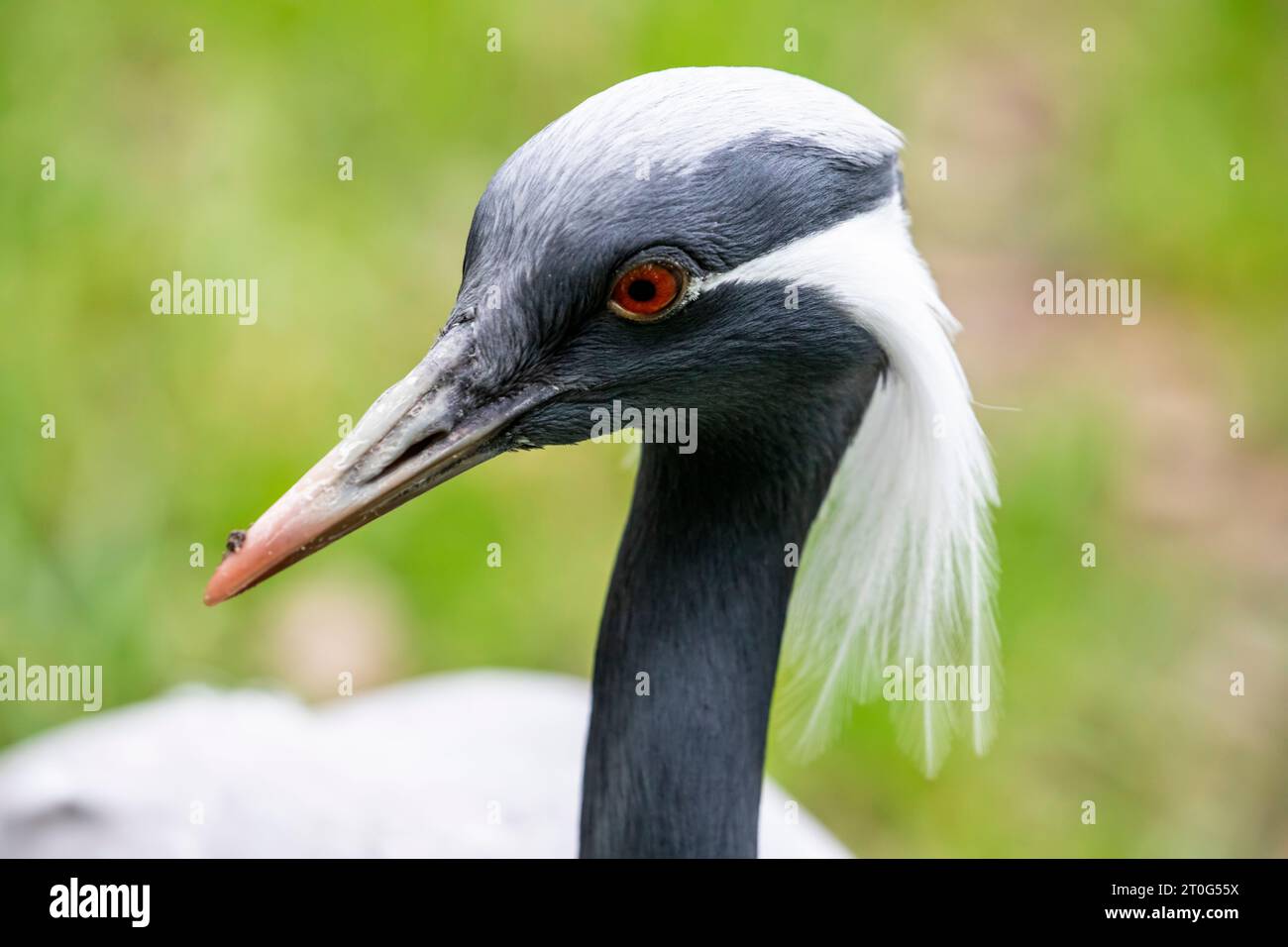 Species of crane hi-res stock photography and images - Alamy